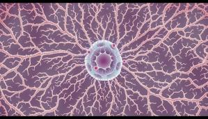 What Do Fibroblasts Make: Key Products and Functions - Ucallmlabs