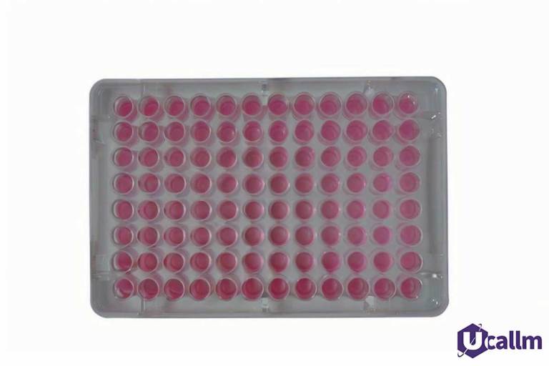What is the size of a 96 well plate?