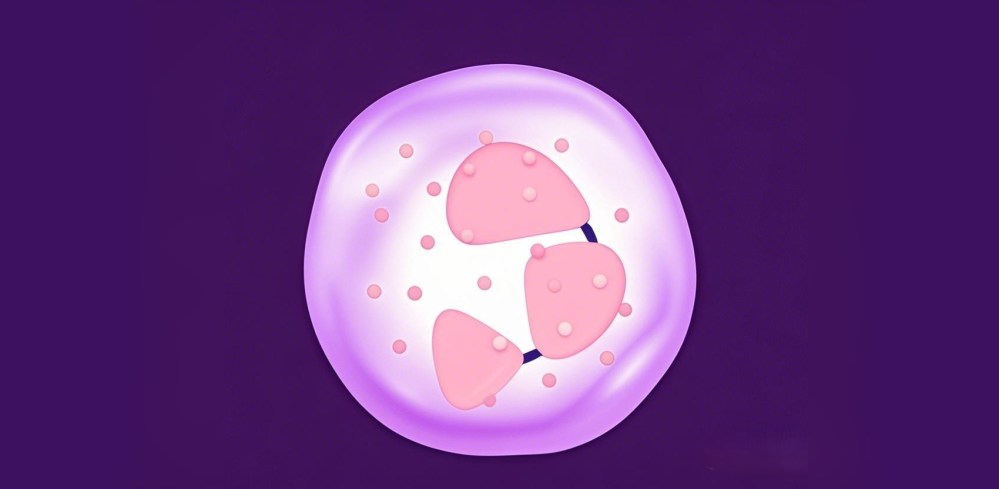 Isolation of Neutrophils from Peripheral Blood - Ucallmlabs