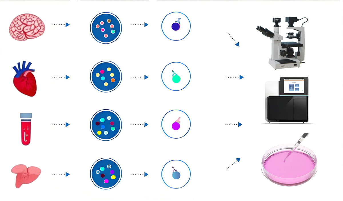 Isolation of Dendritic Cells from Human Peripheral Blood - Ucallmlabs