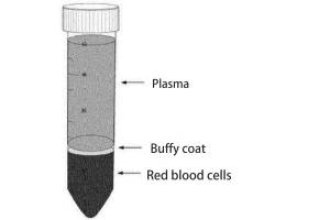 what is contained within the buffy coat