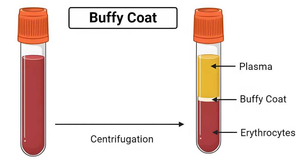 what is contained within the buffy coat