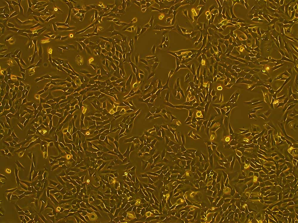 is there a cho cell manufactures of biologics in australia