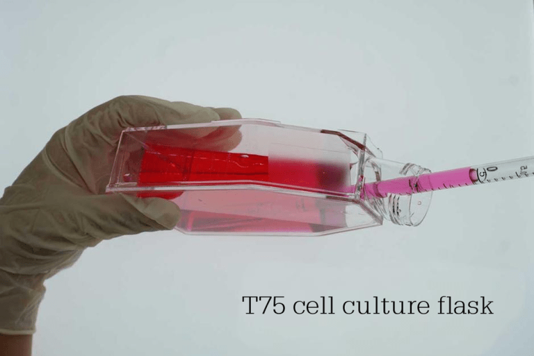 Maximal and minimal volume in T75 cell culture flask