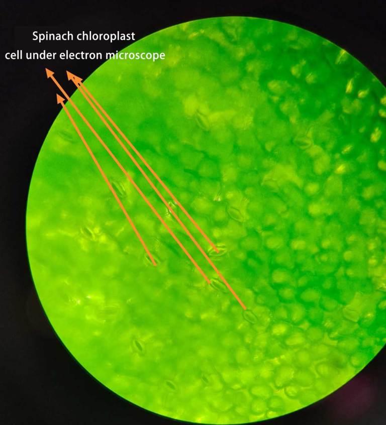 Observation of Chloroplast Structure in Plant Cell under Electron ...