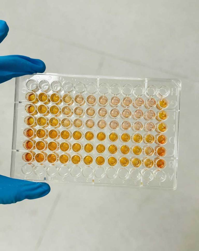How to Perform CCK8 Assay in 96 - Well Plate for Cell Proliferation ...